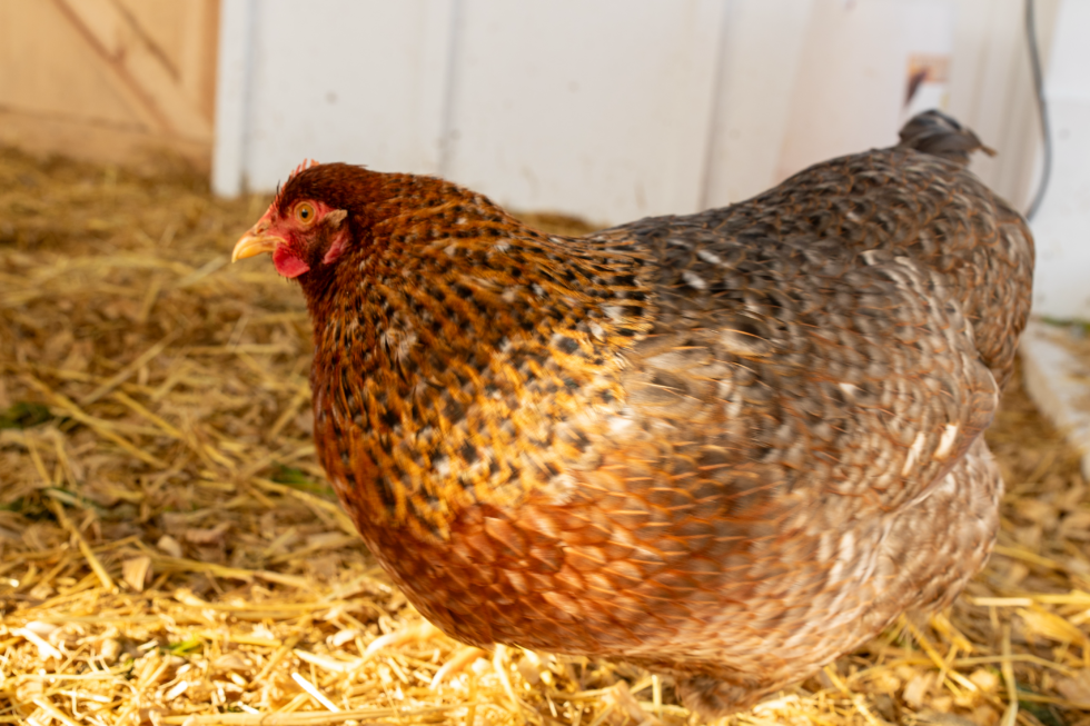 The Coop - Machine Shed