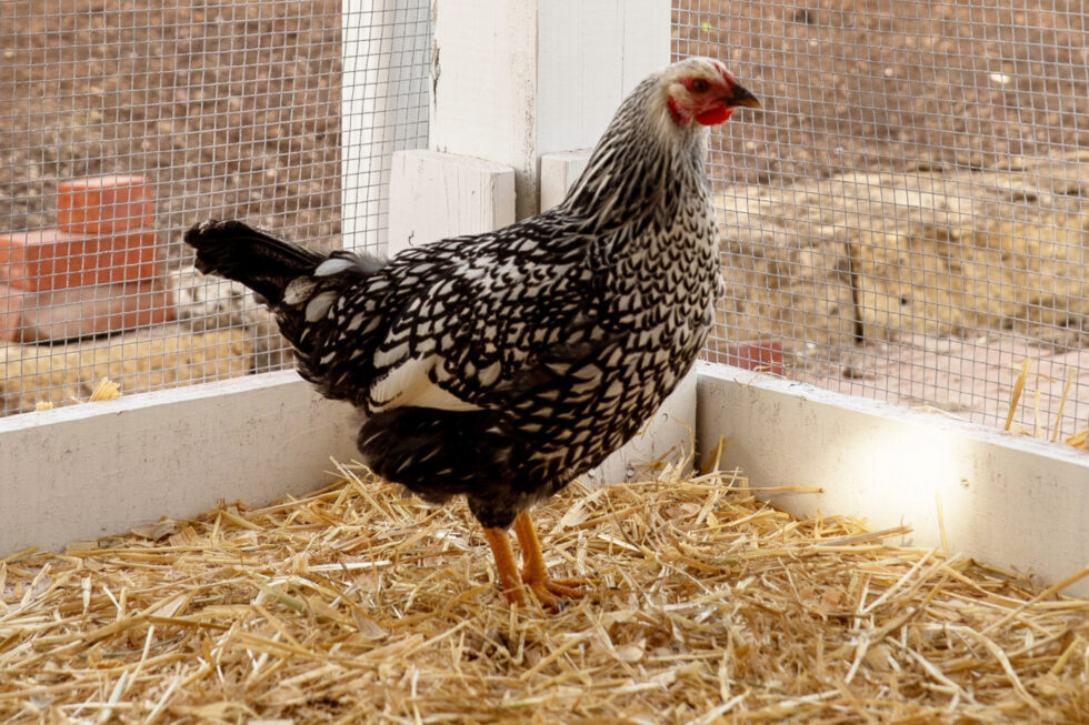 The Coop - Machine Shed