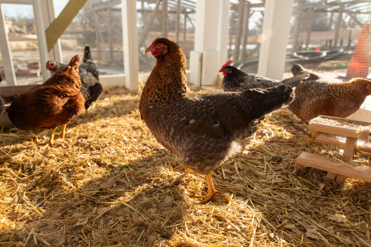 The Coop - Machine Shed