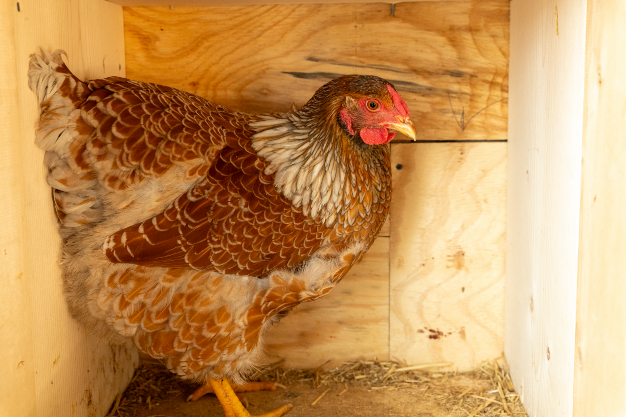 The Coop - Machine Shed