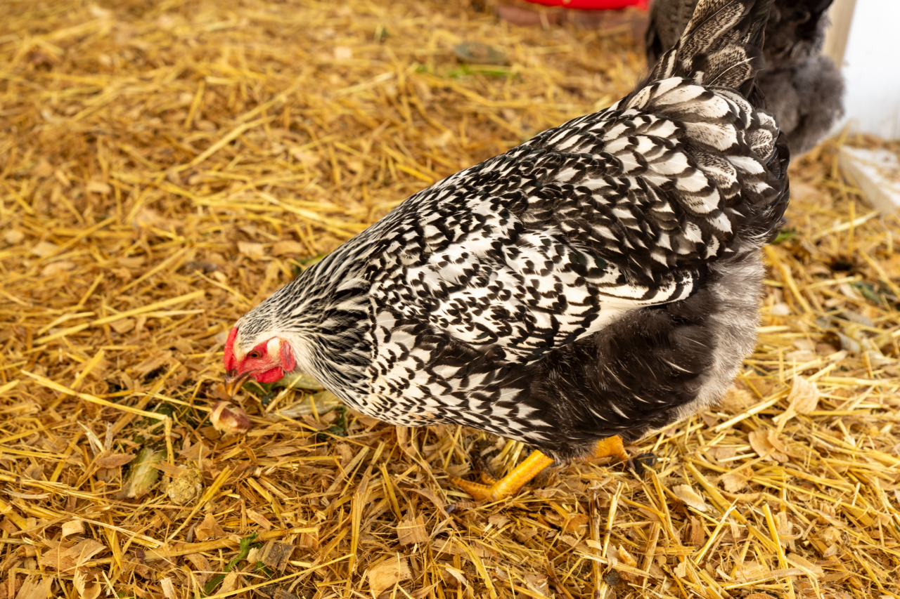 The Coop - Machine Shed